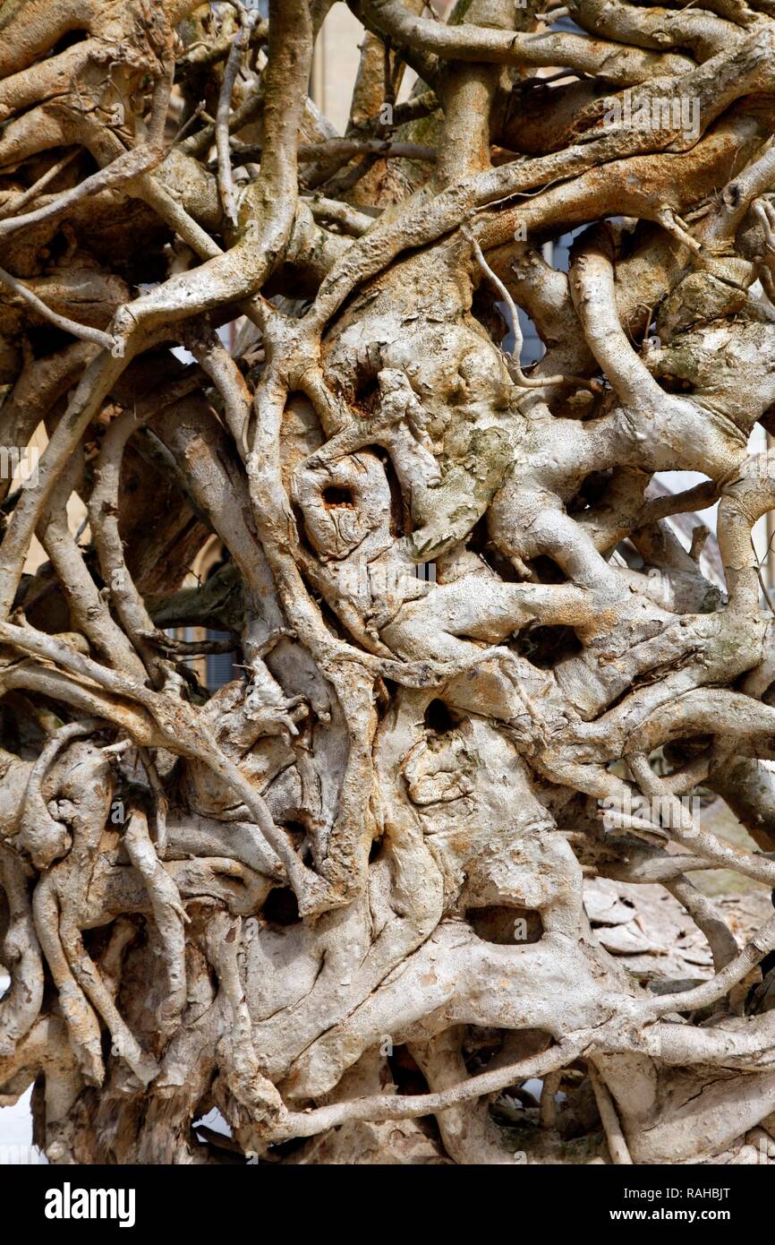 Africa tree root hi-res stock photography and images - Alamy