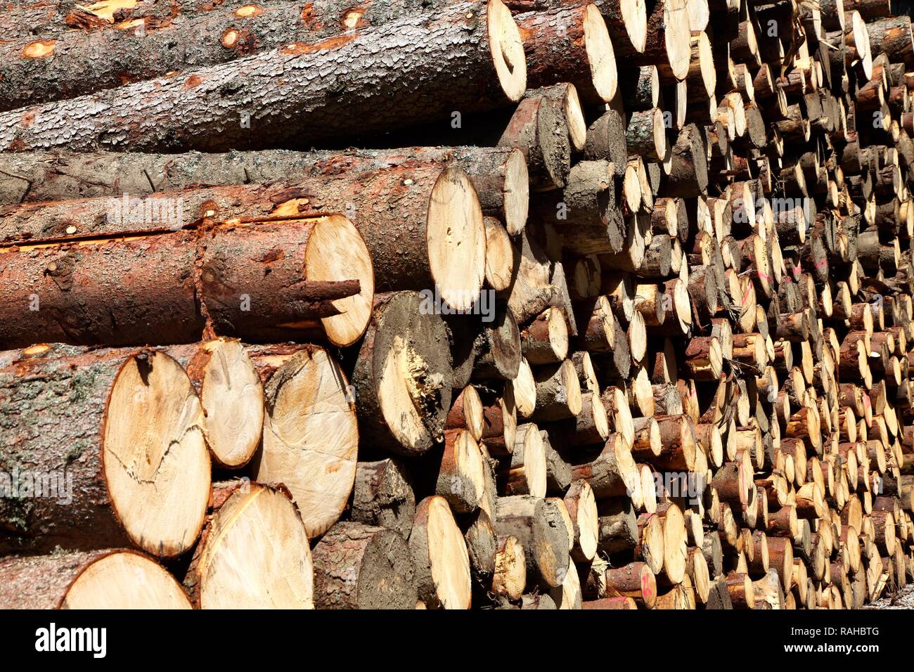 Wood pile, cut trees, tree trunks piled up in the woods waiting to be ...