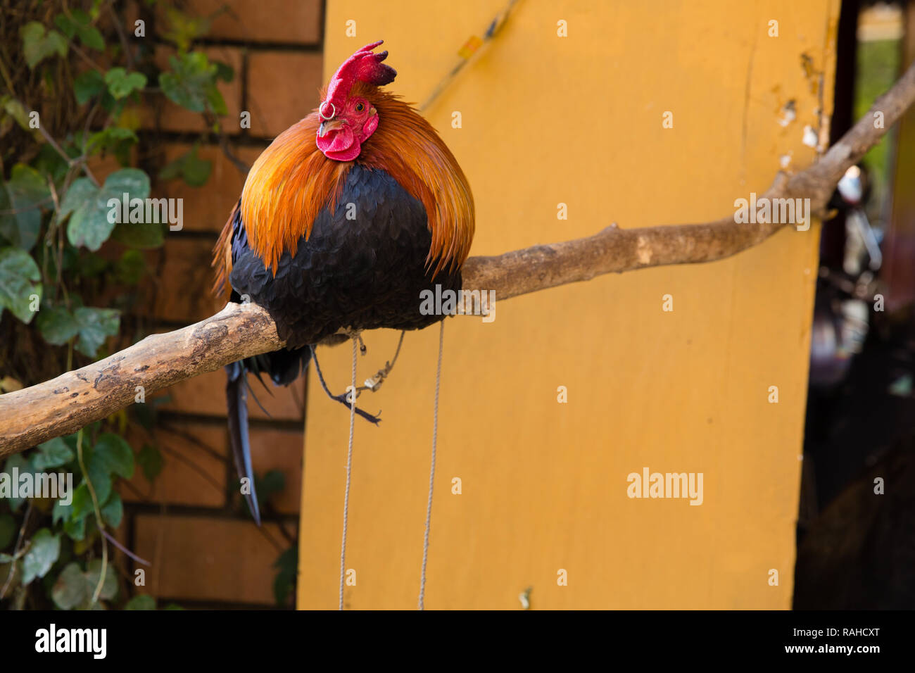 A fat rooster waits around Stock Photo - Alamy