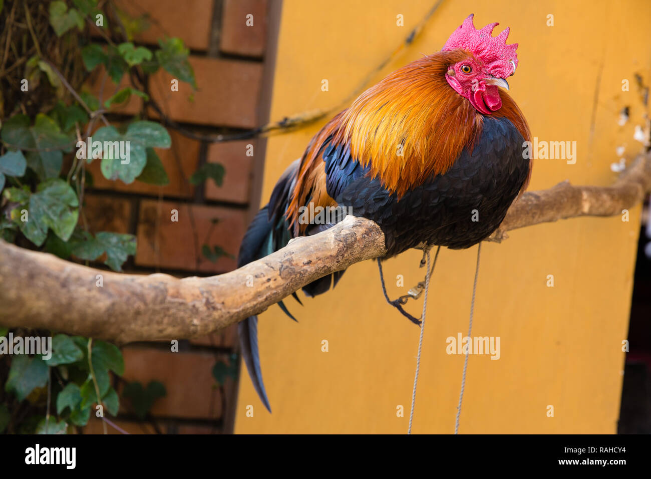 Fat rooster hi-res stock photography and images - Alamy