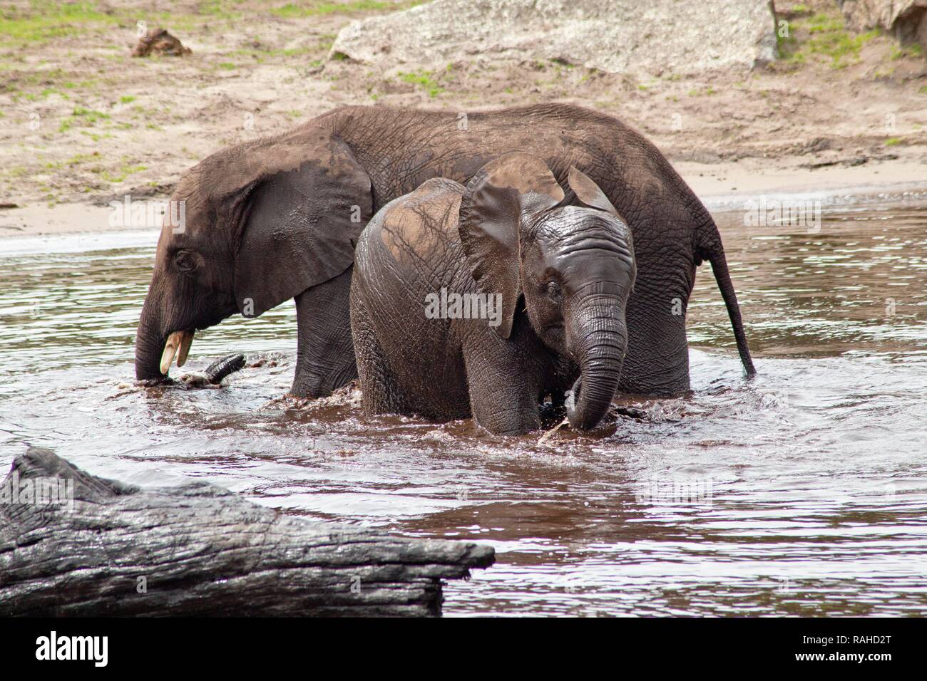African bush animals hi-res stock photography and images - Alamy