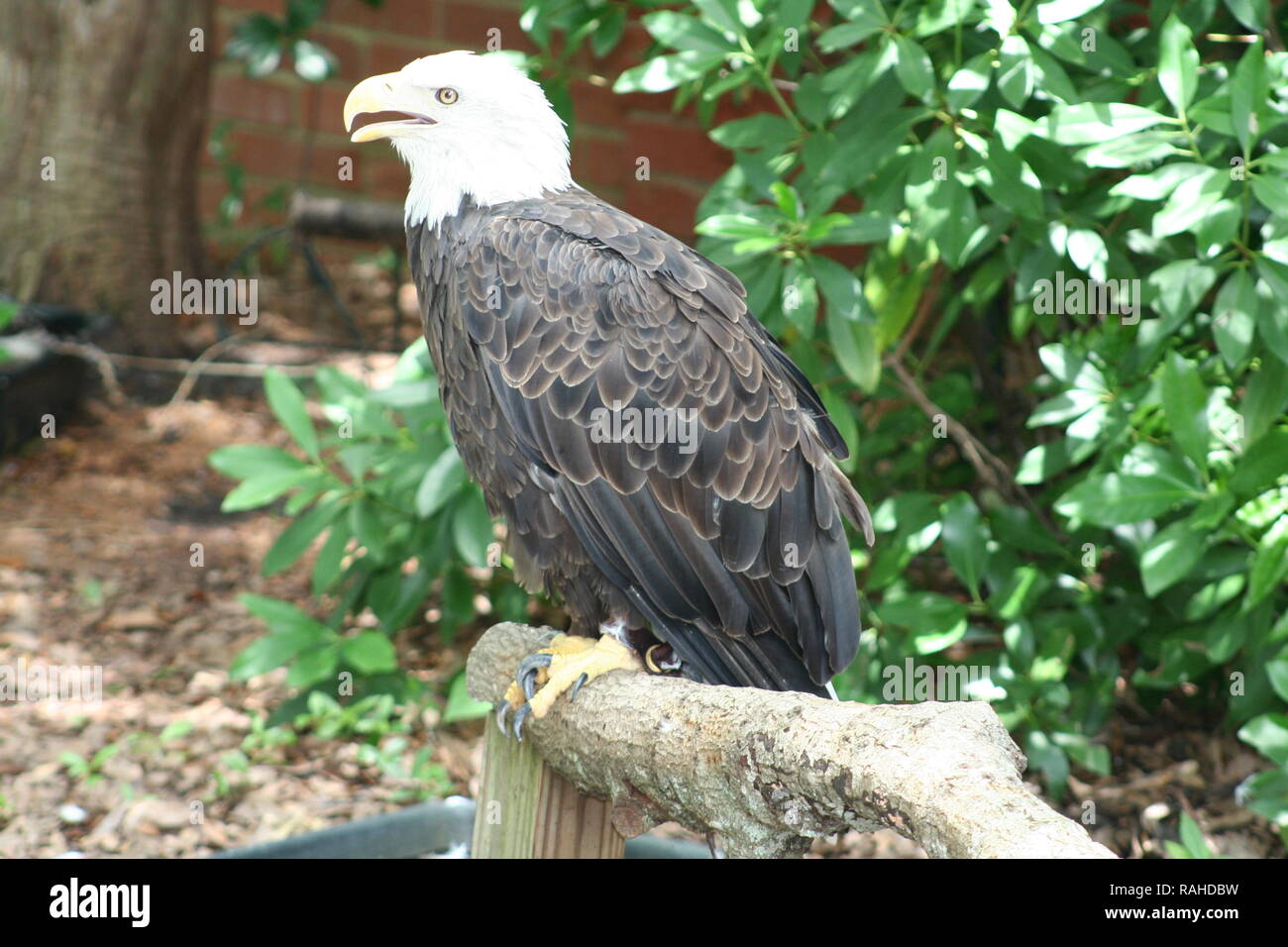 Taxonomy endangered bird hi-res stock photography and images - Alamy