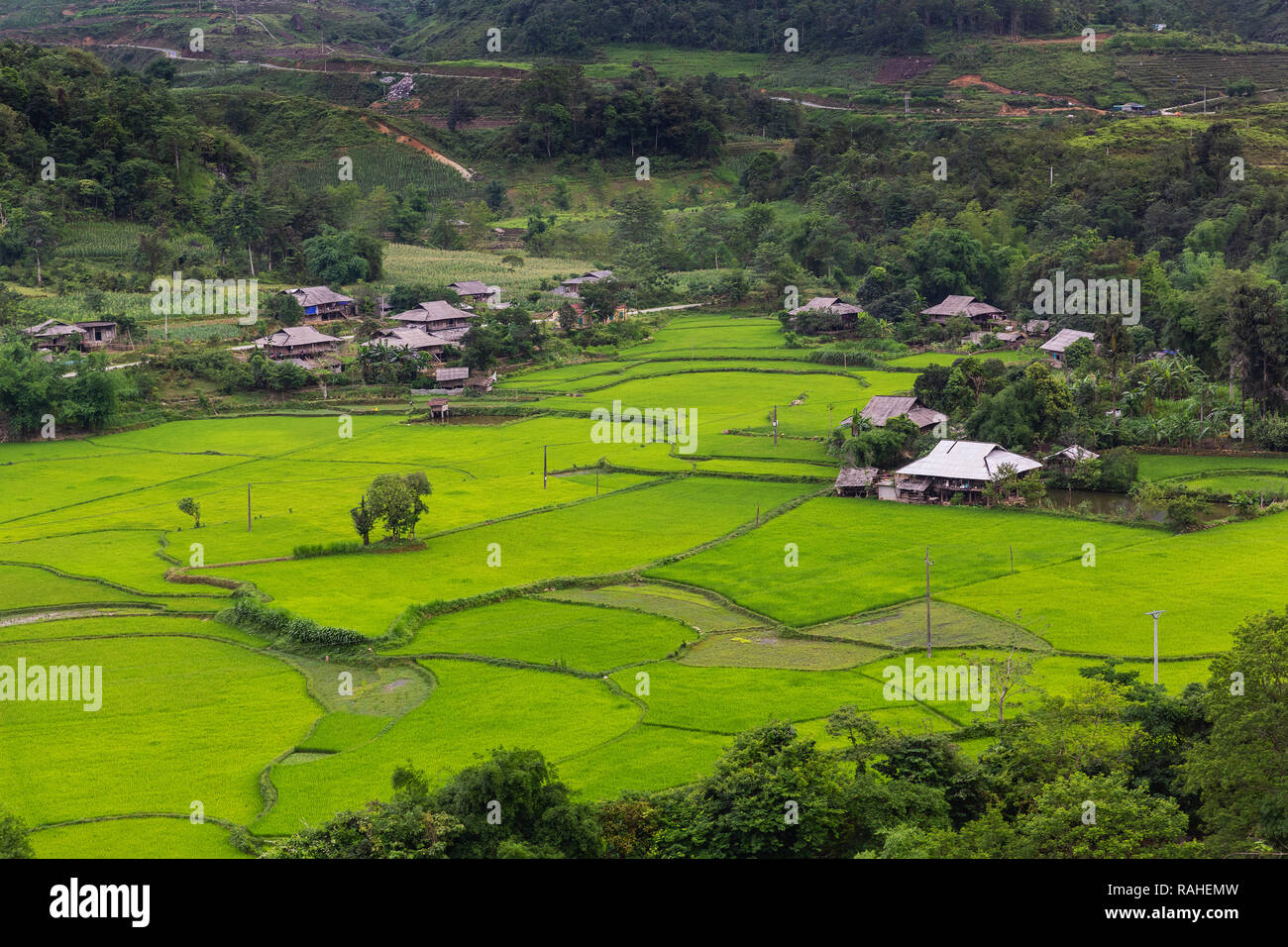 Rice plant growth hi-res stock photography and images - Alamy