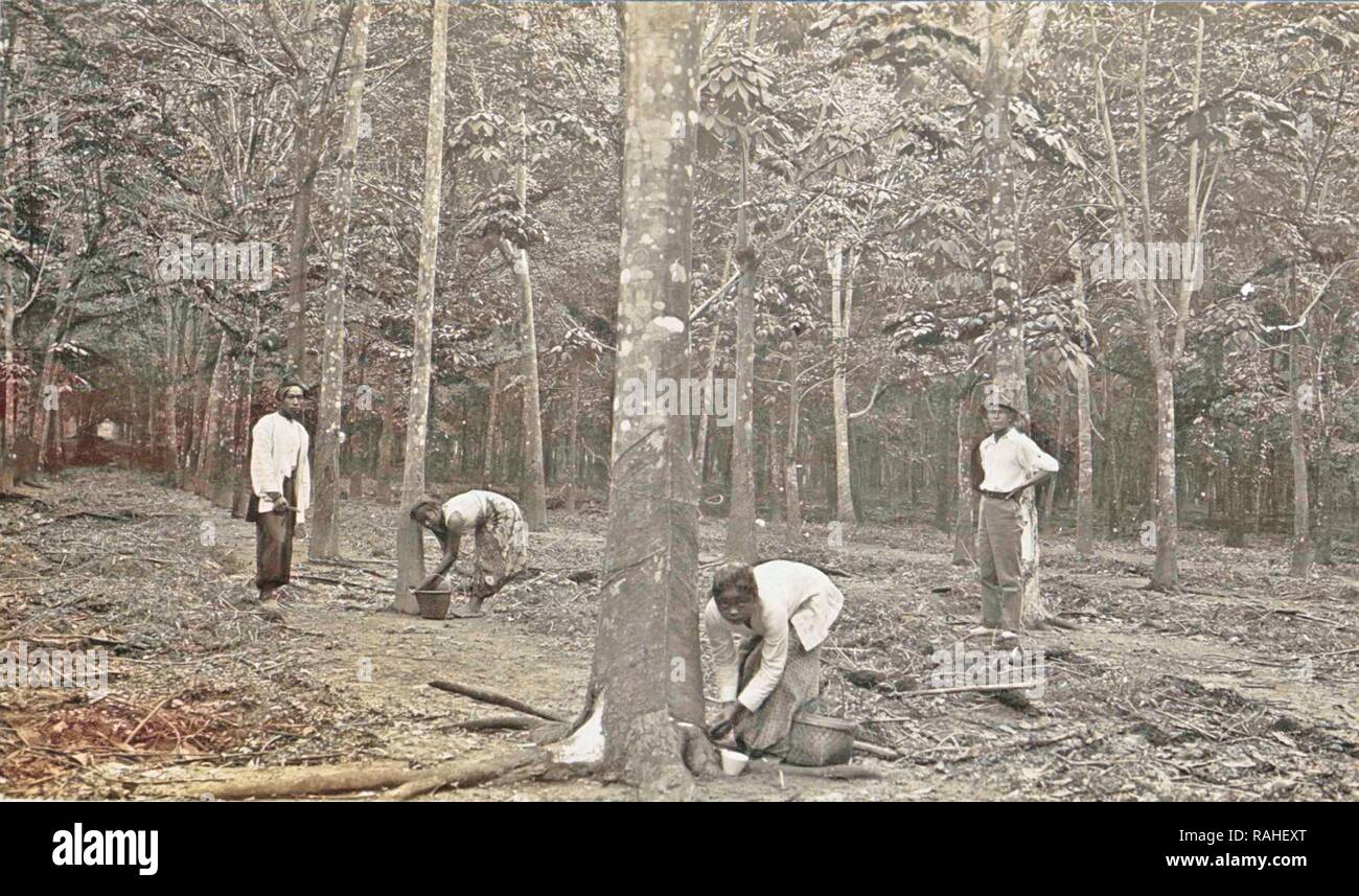 Sumatra, native population and a tree for rubber tapping, Indonesia ...