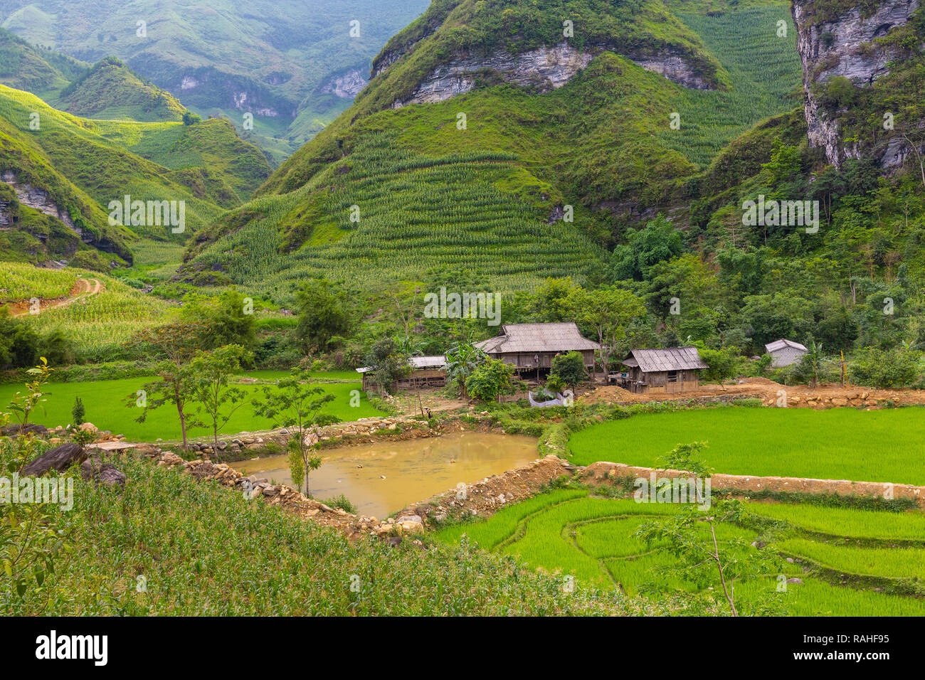 Small mountain farmhouse and rice patty. Ha Giang Loop, Ha Giang ...