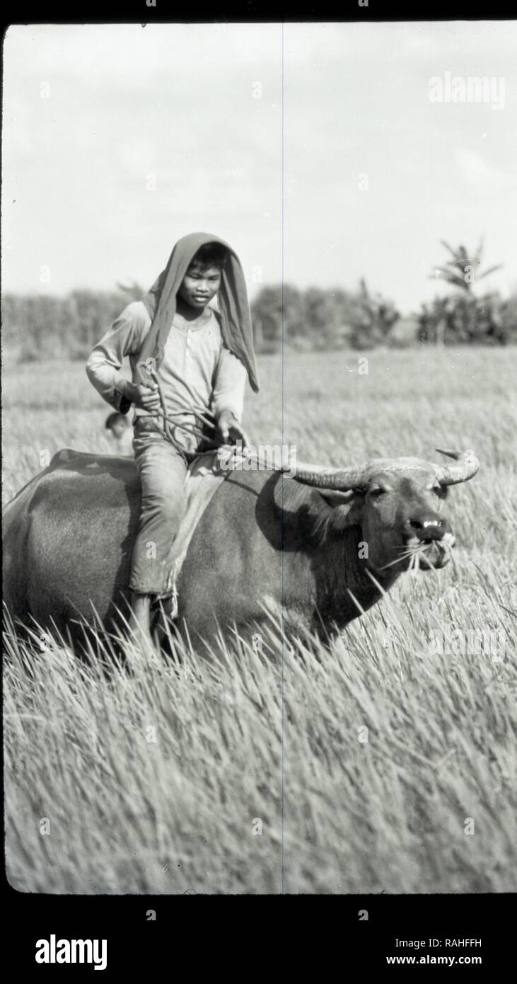 A MAN RIDING A COW IN THE FIELDS Stock Photo - Alamy