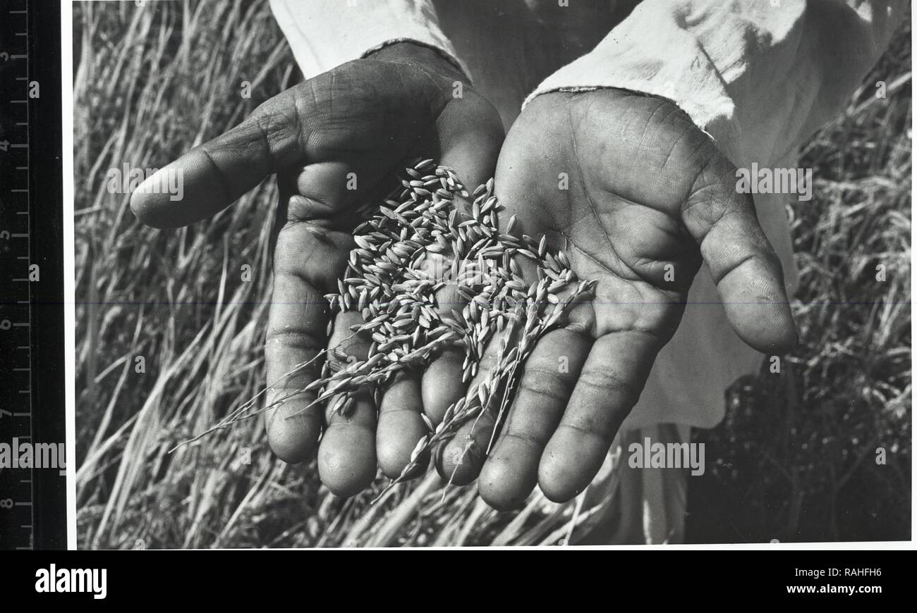 MAN SHOWING SOME SEEDS FROM THE FIELDS Stock Photo - Alamy