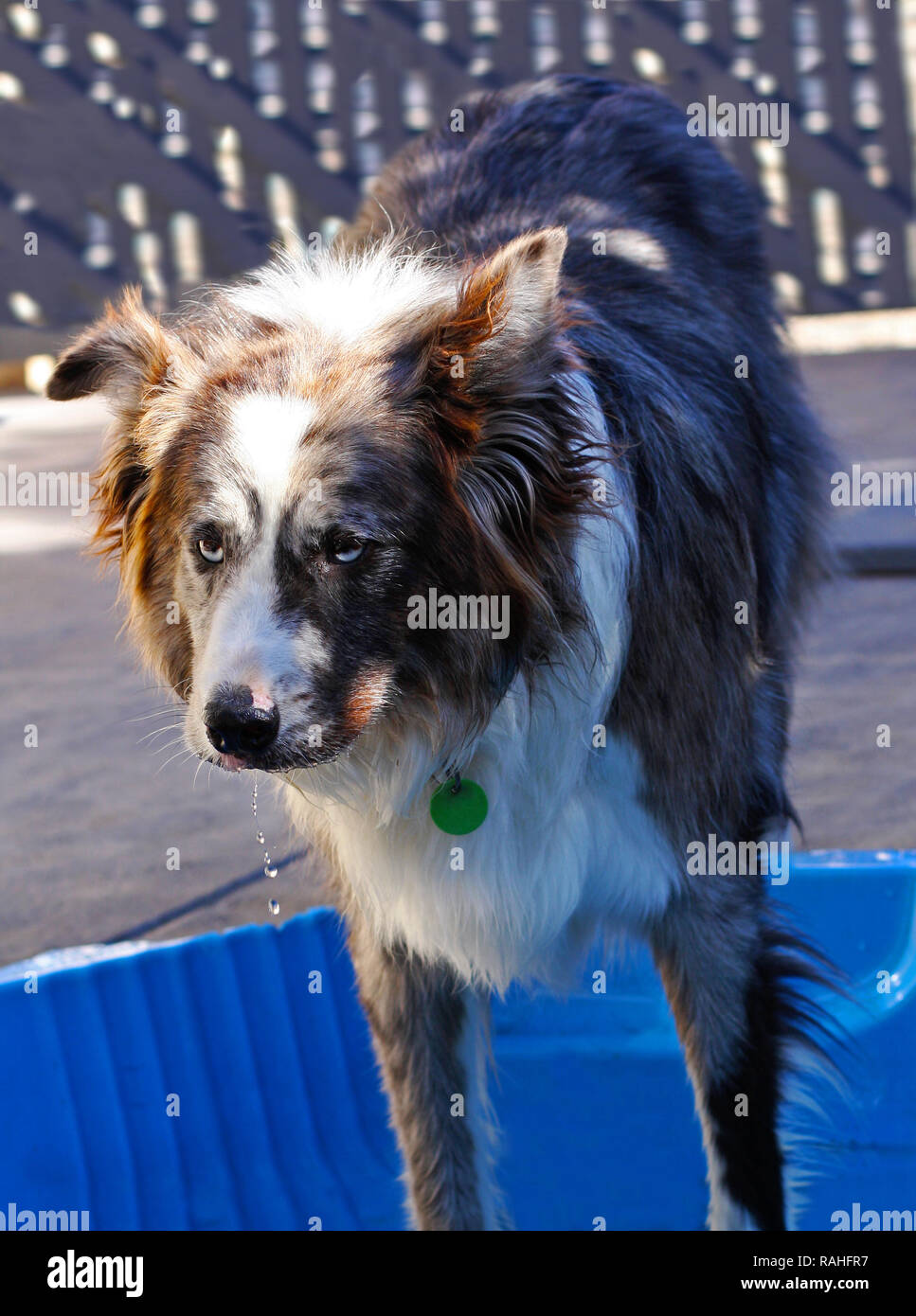 Are Koolies Good With Other Dogs