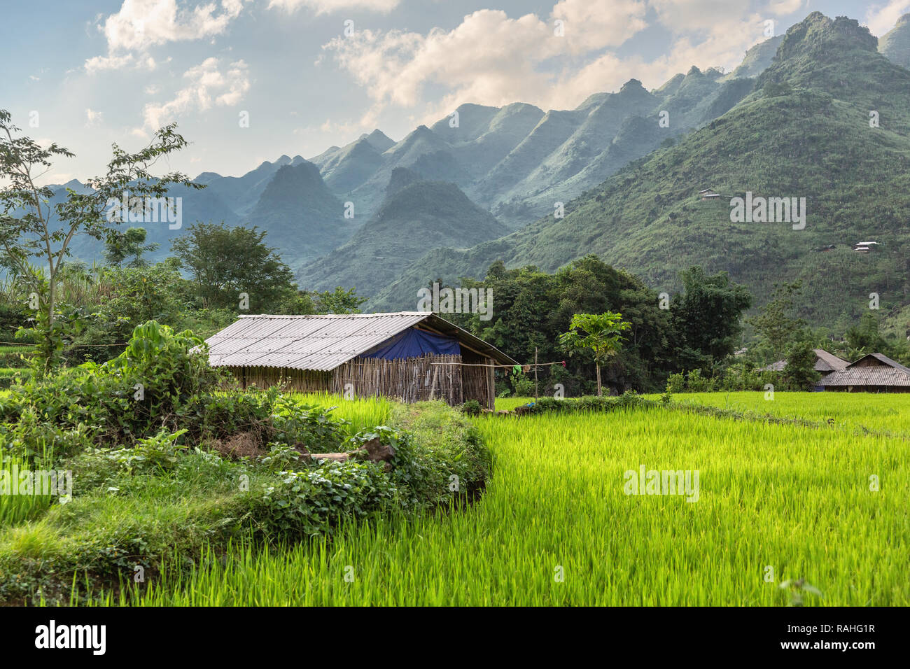 Vietnamese farmhouse and a green rice patty field. Ha Giang Loop, Ha ...