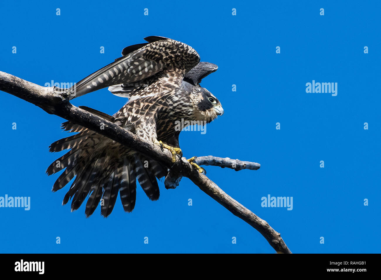 Juvenile peregrine falcon hi-res stock photography and images - Alamy