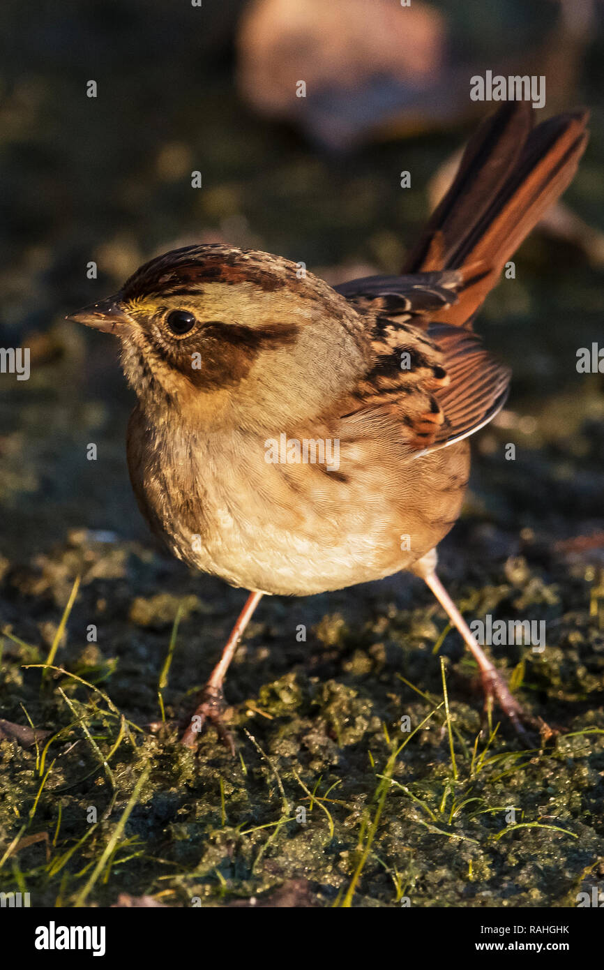 Swamp sparrow hi-res stock photography and images - Alamy