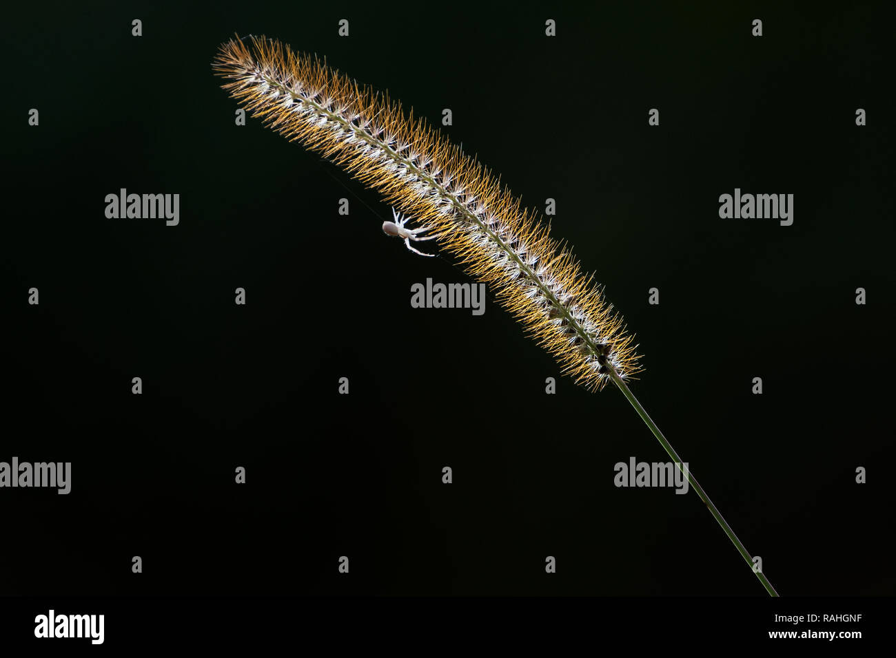 Backlit insects hi-res stock photography and images - Alamy