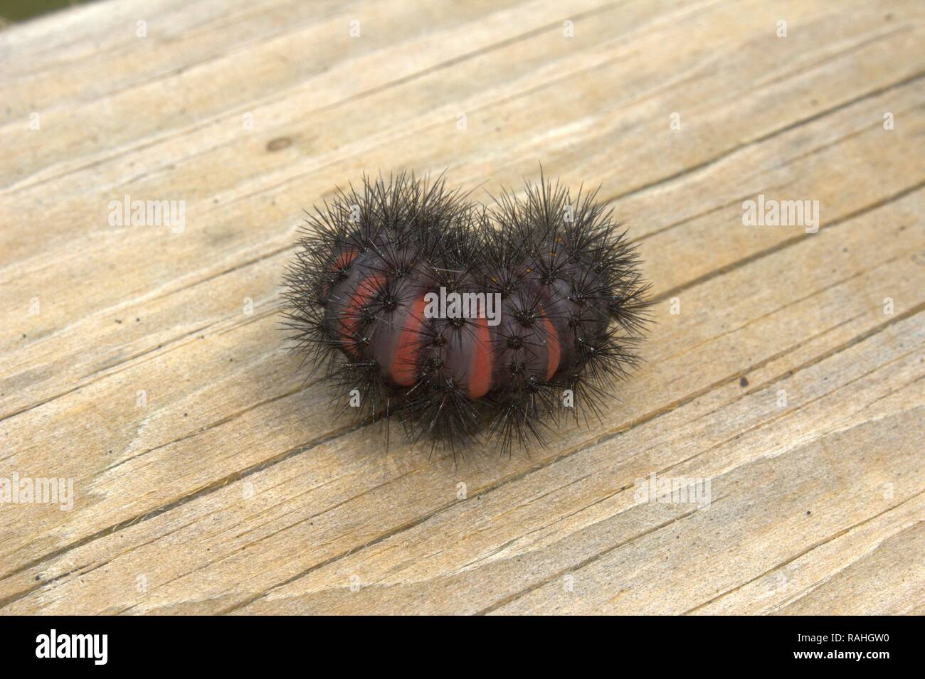 Giant Leopard Moth Caterpillar Curled Up On A Wood Deck Stock Photo - Alamy