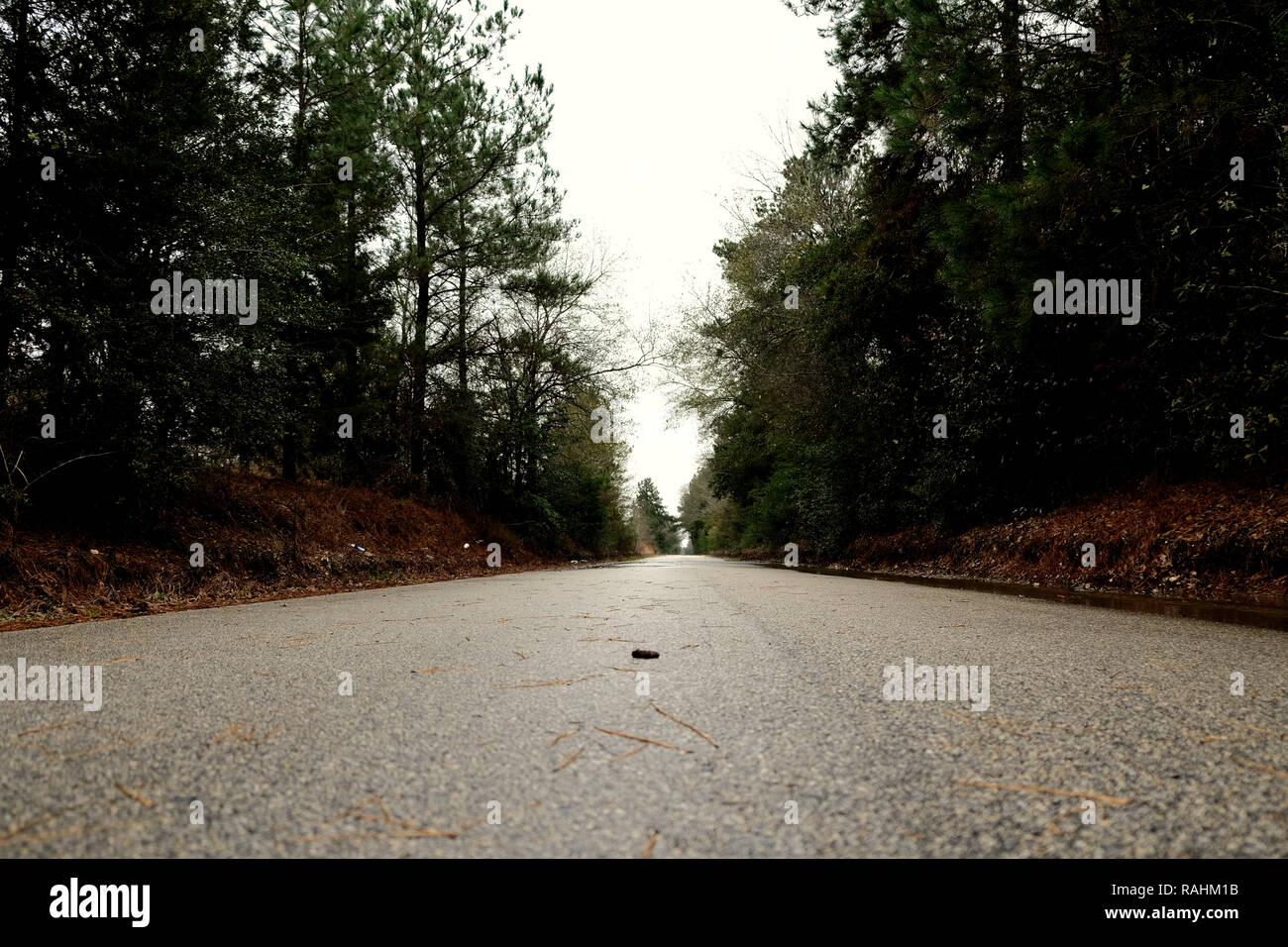 Empty road surrounded trees in hi-res stock photography and images - Alamy