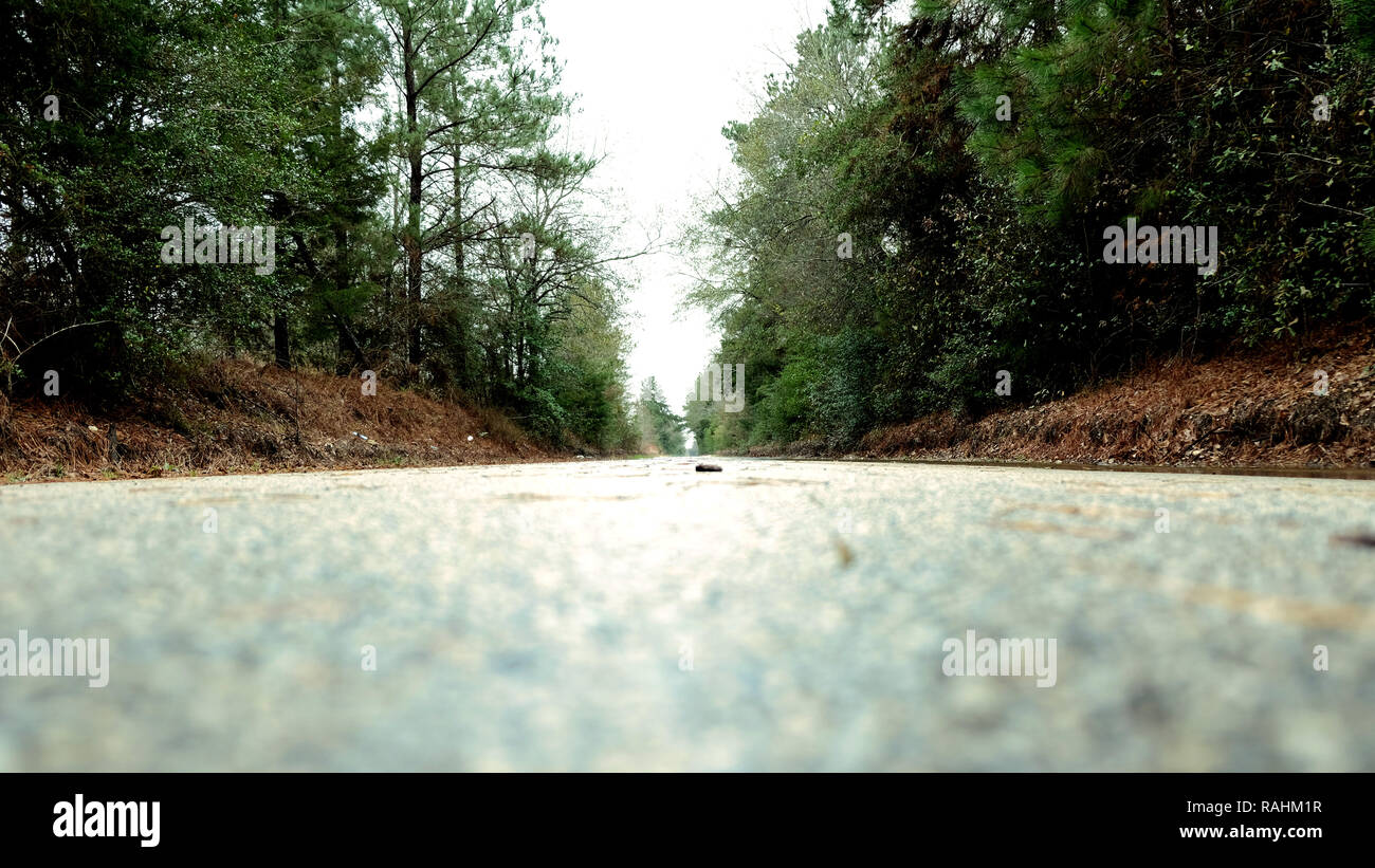 Empty country road in Texas surrounded by trees; pines, oaks Stock ...