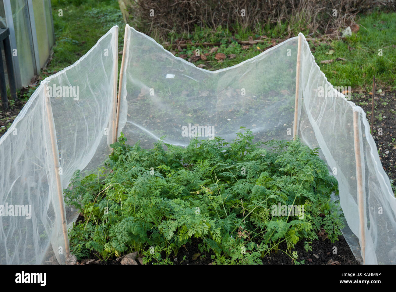 Carrot fly hi-res stock photography and images - Alamy
