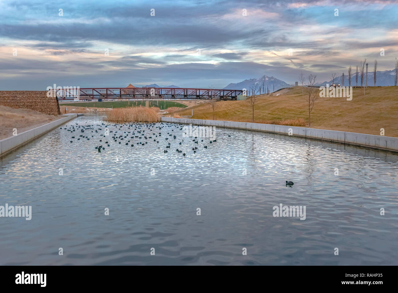 Bridge above pond ducks hi-res stock photography and images - Alamy