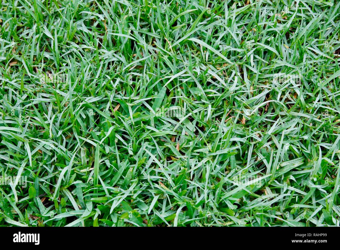 Lawn patterns hi-res stock photography and images - Alamy