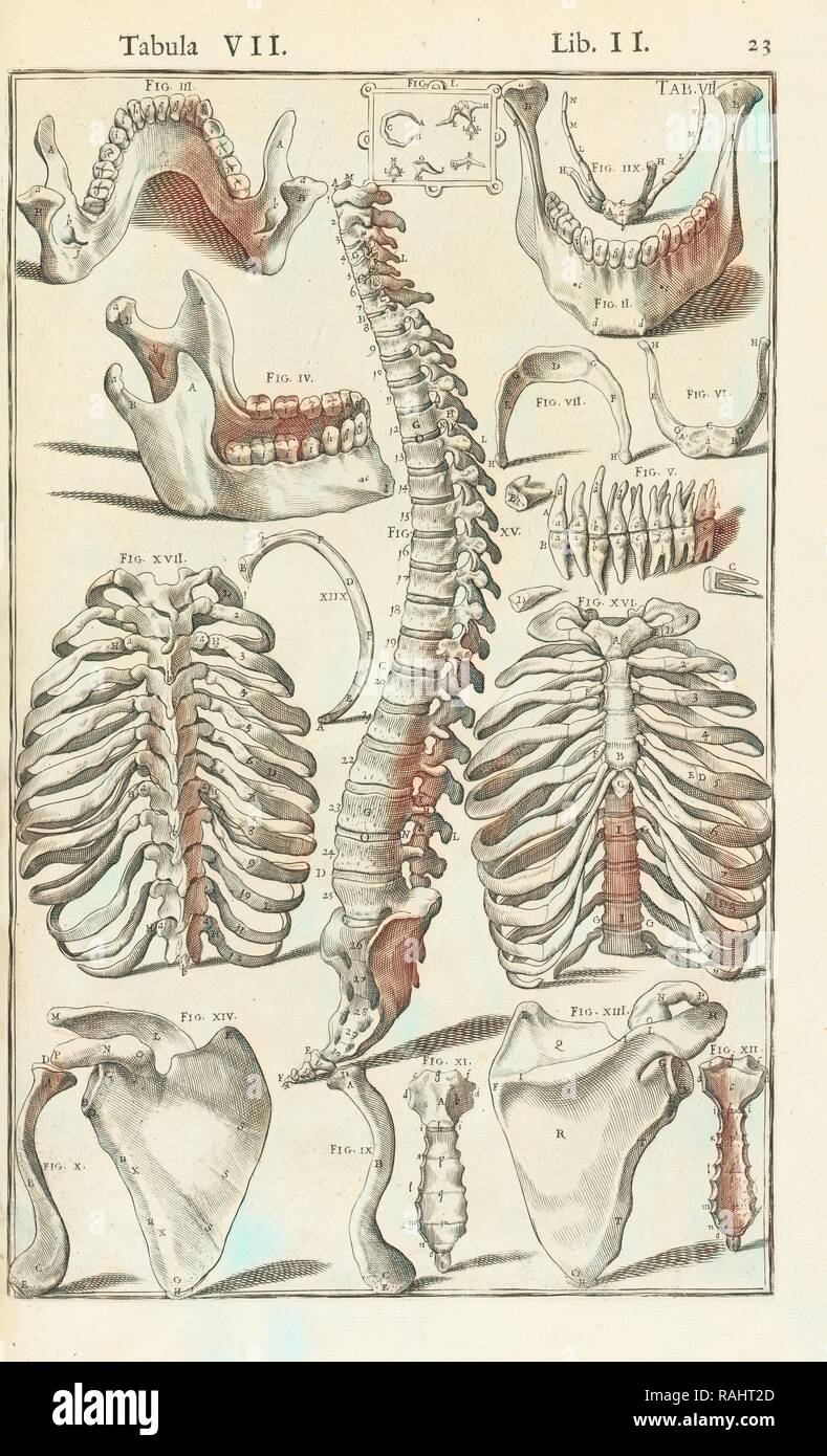 Lib. II., Tabula VII, Lib. II. Adriani Spigelii Bruxellensis equitis D ...