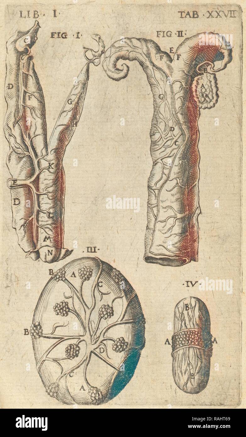 Dissection View of Uterus and Fallopian Tube, Caspari Bauhini ...