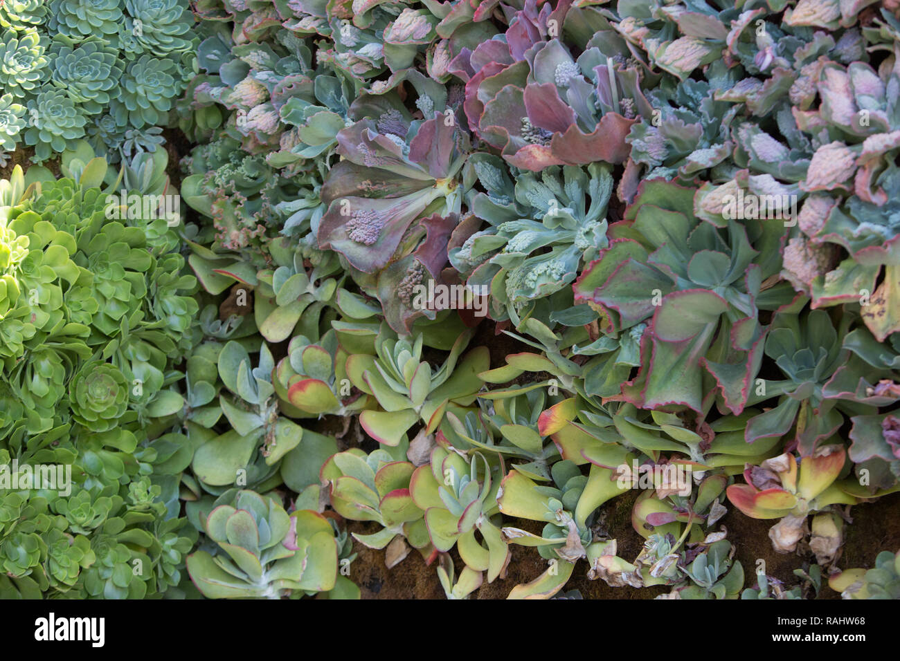 Sempervivum living wall hi-res stock photography and images - Alamy