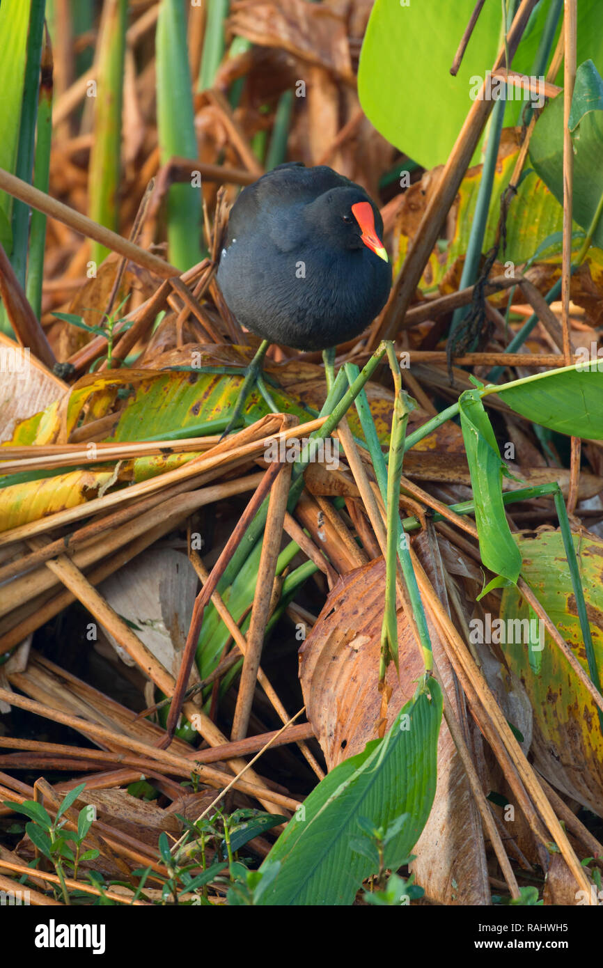 Common gallinule (Gallinula galeata), Green Cay Nature Center, Boynton ...