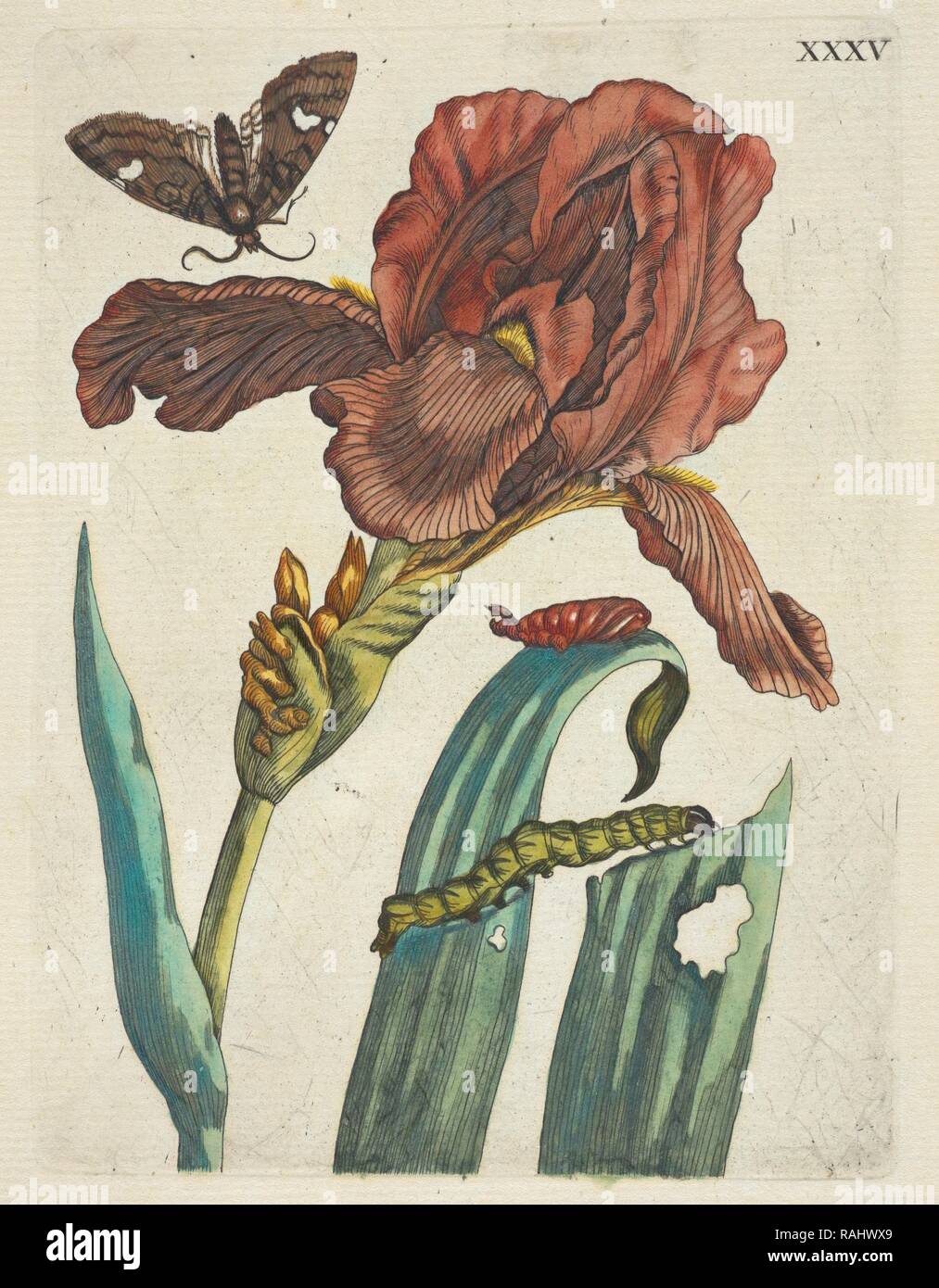 Irias, De Europische insecten, Merian, Maria Sibylla, 1647-1717 ...