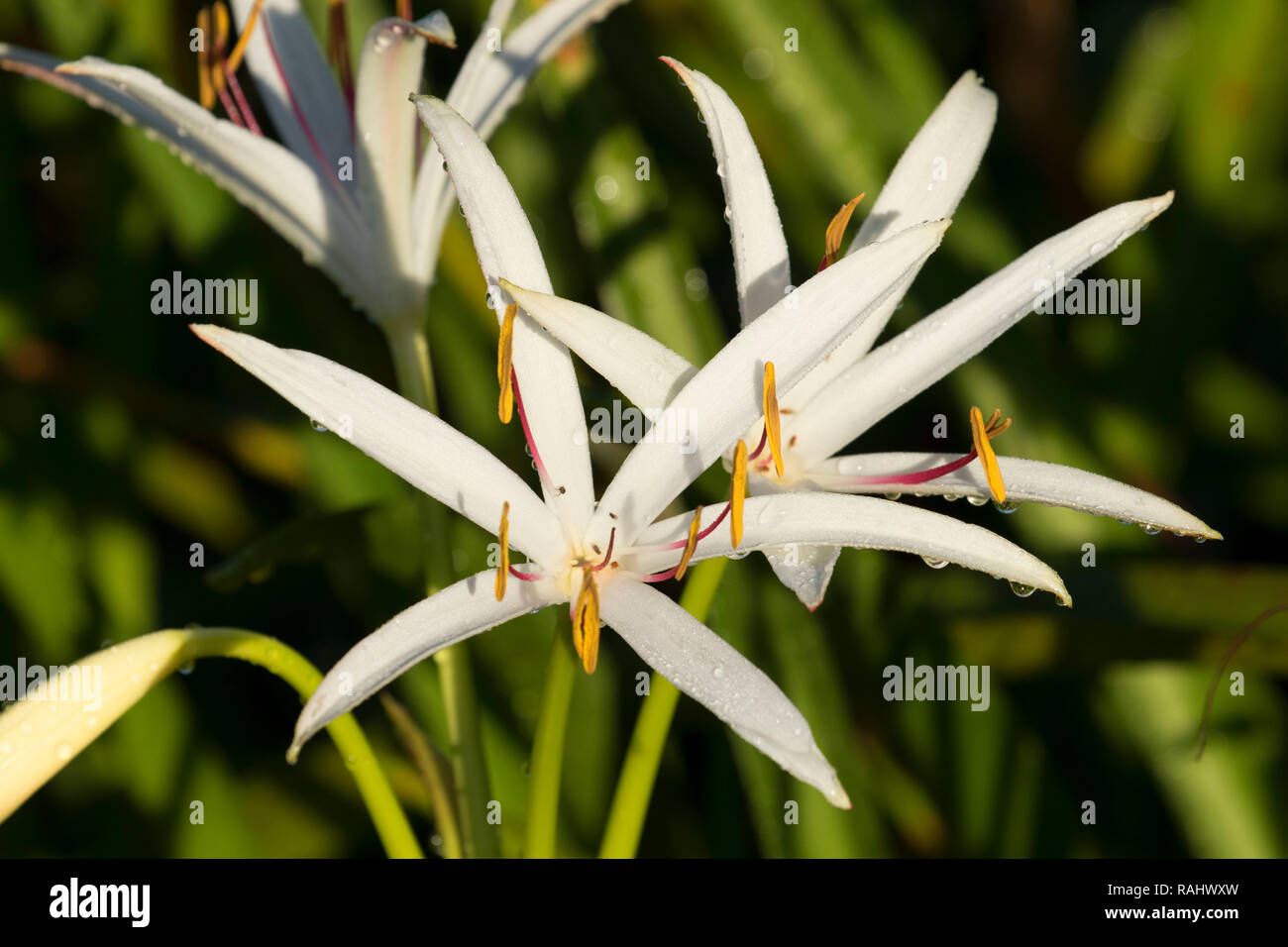 String lily hi-res stock photography and images - Alamy