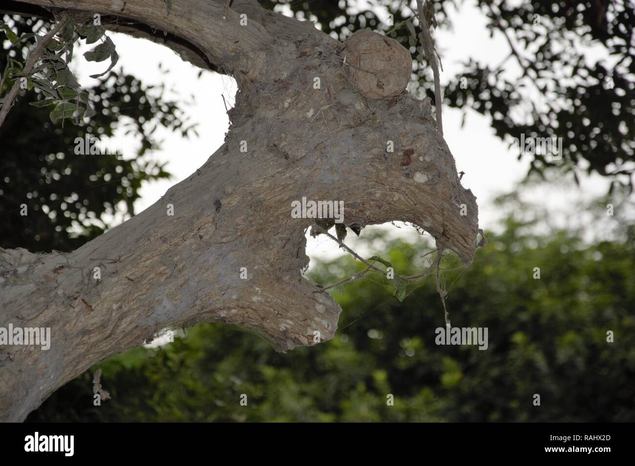 Monster tree hi-res stock photography and images - Alamy