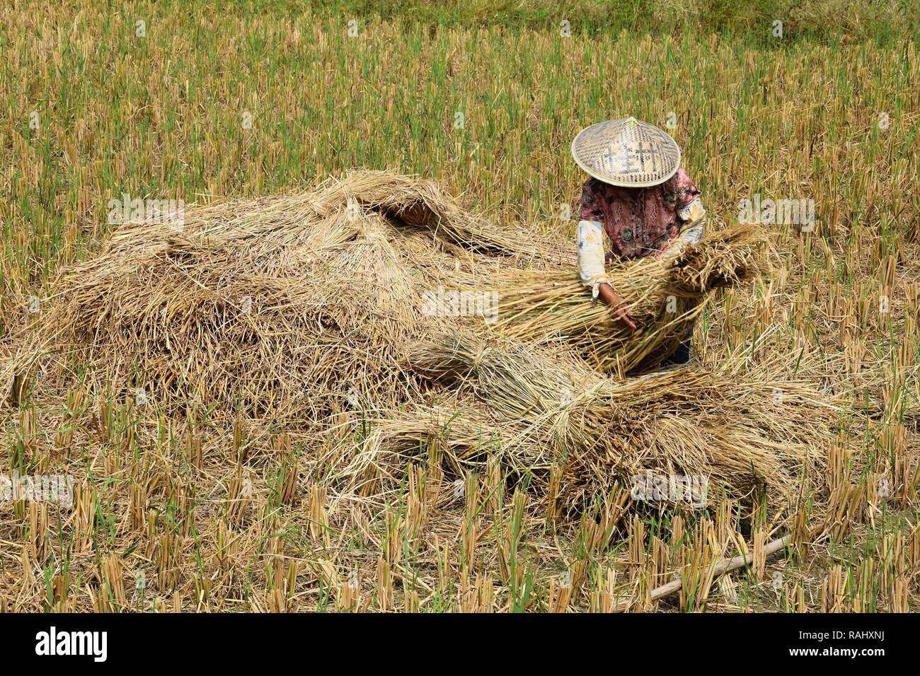 Heap of paddy straw hi-res stock photography and images - Alamy
