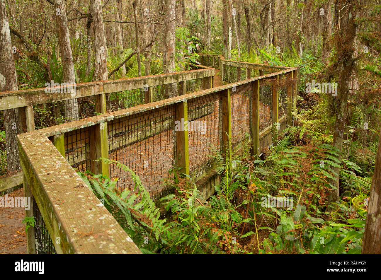 Cypress Swamp Boardwalk, Arthur R. Marshall Loxahatchee National ...