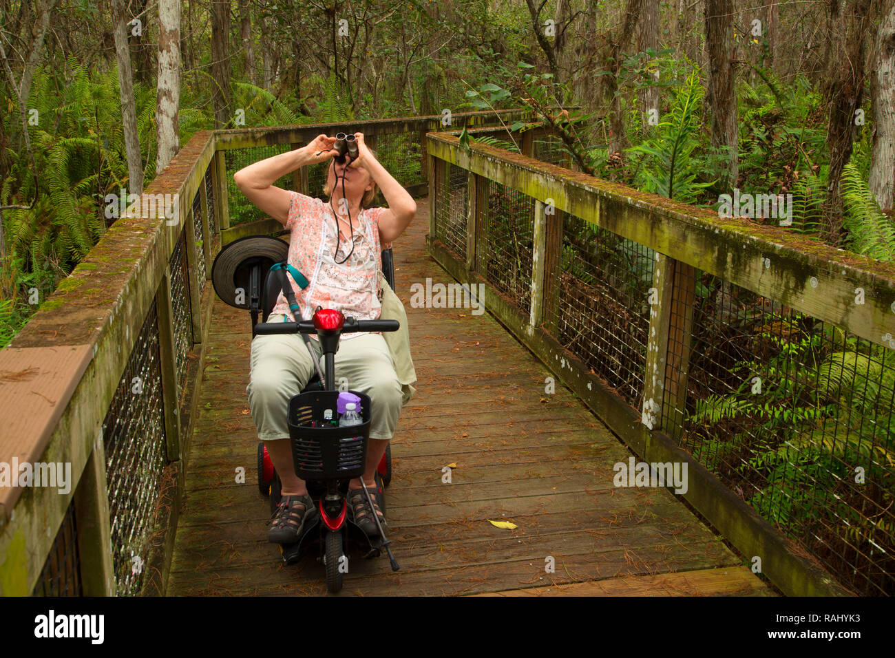 Mobility scooter on Cypress Swamp Boardwalk, Arthur R. Marshall ...