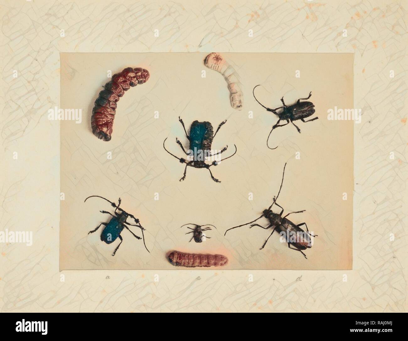 Beetle study, Studies of Indian insects, Saché, John Edward, Albumen ...