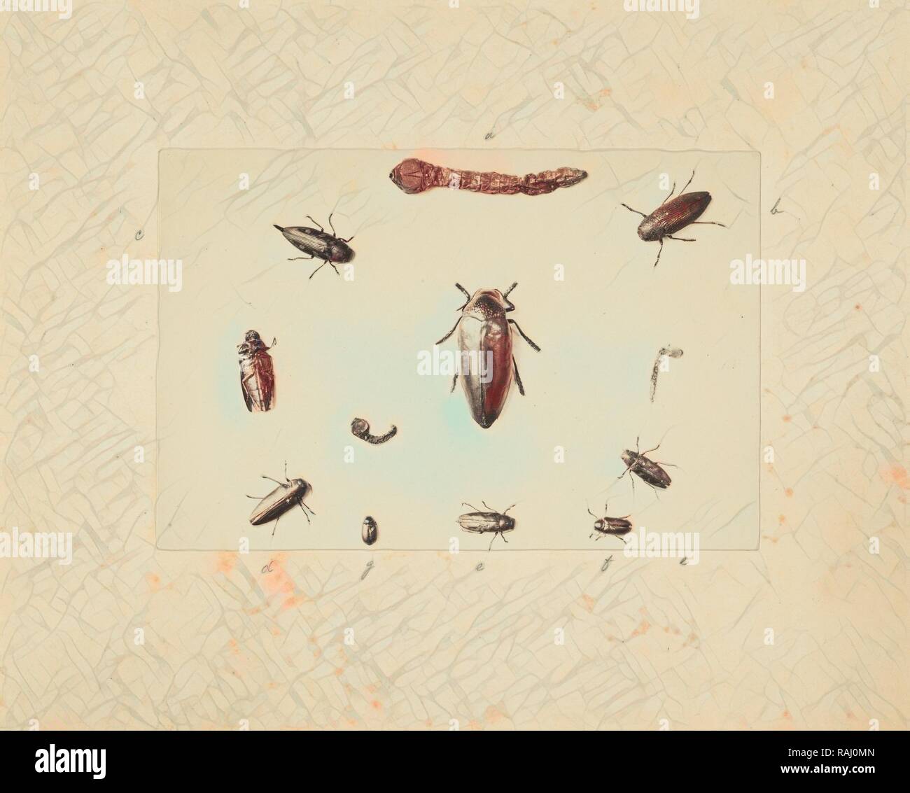 Beetle study, Studies of Indian insects, Saché, John Edward, Albumen ...