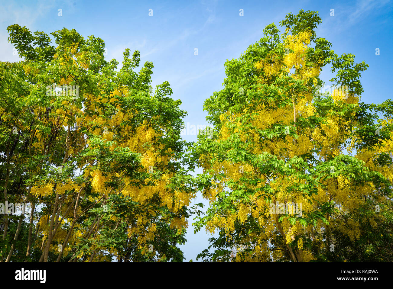 Golden Shower Tree Yellow Flower Beautiful Hang On Branch Tree Of