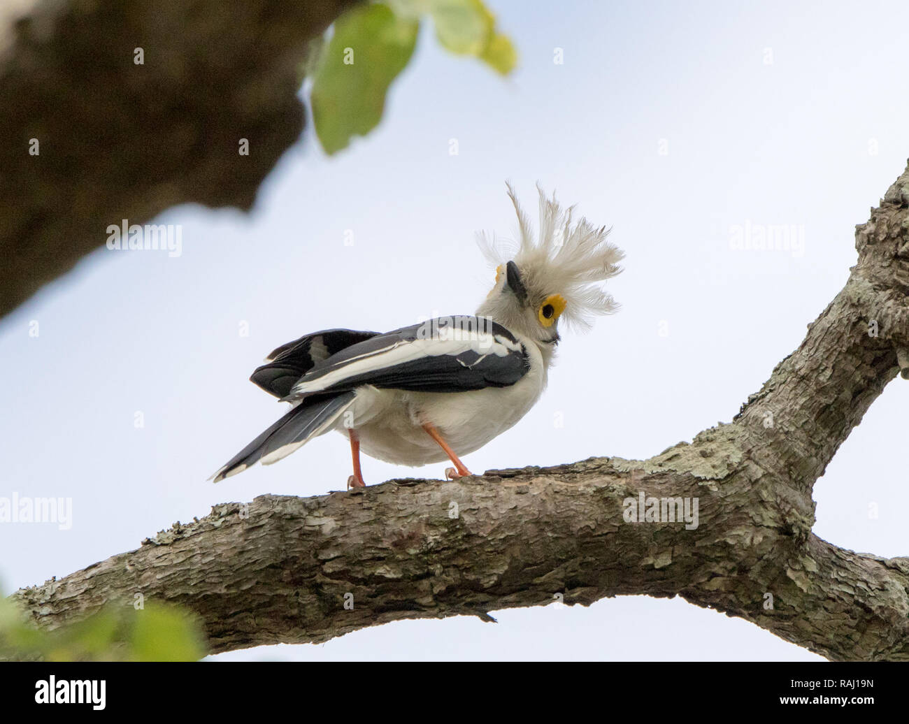 White-crested Helmetshrike (Prionops plumatus Stock Photo - Alamy