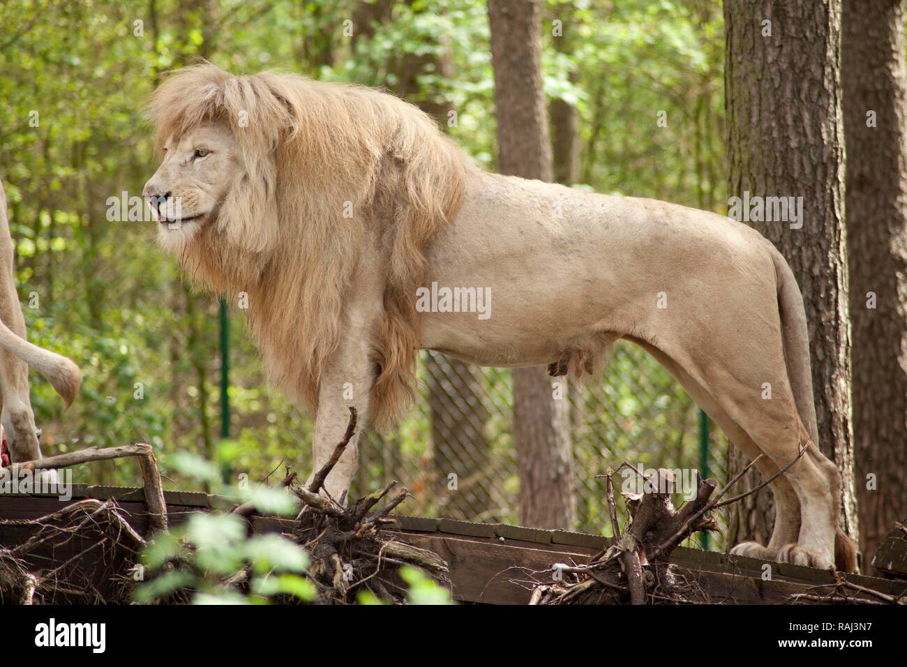 White lion (Panthera leo), Serengeti Park zoo and leisure park ...
