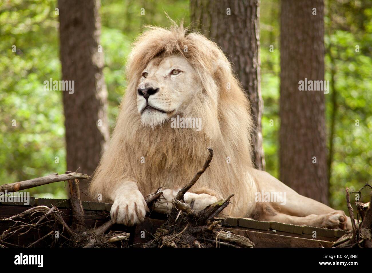 White lion (Panthera leo), Serengeti Park zoo and leisure park ...