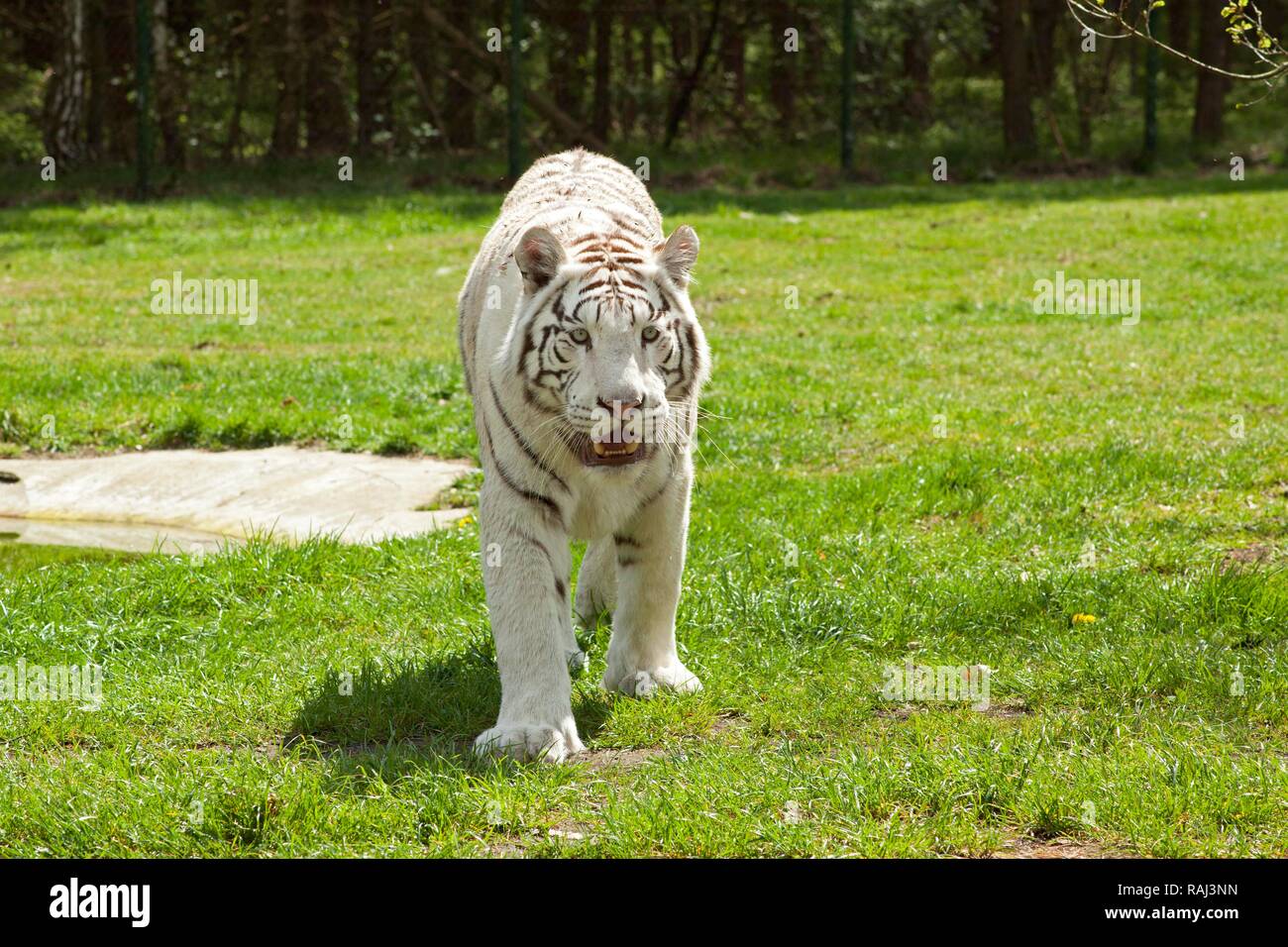 White Bengal tiger (Panthera tigris tigris), Serengeti Park zoo and ...
