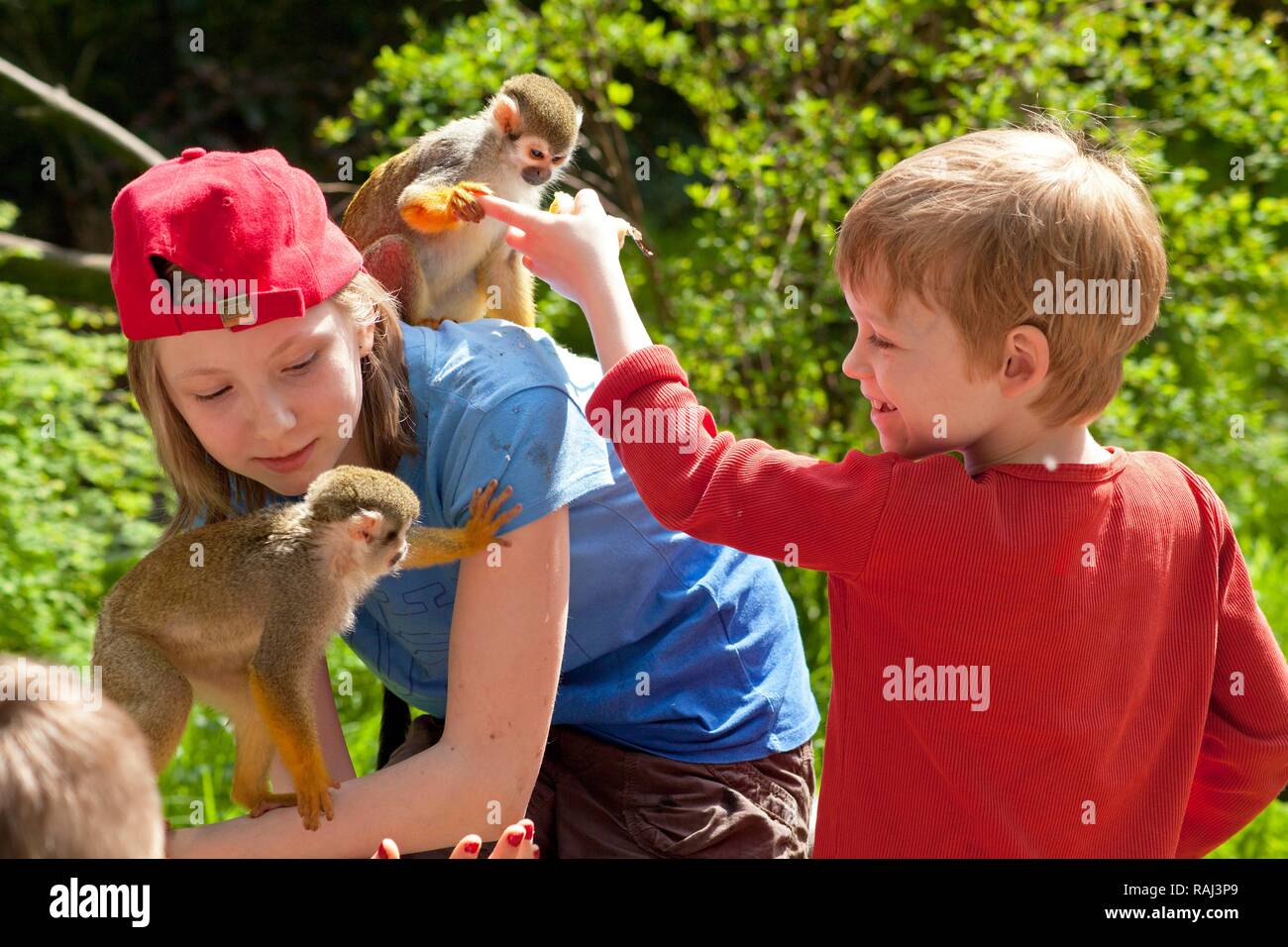 Ten monkeys hi-res stock photography and images - Alamy