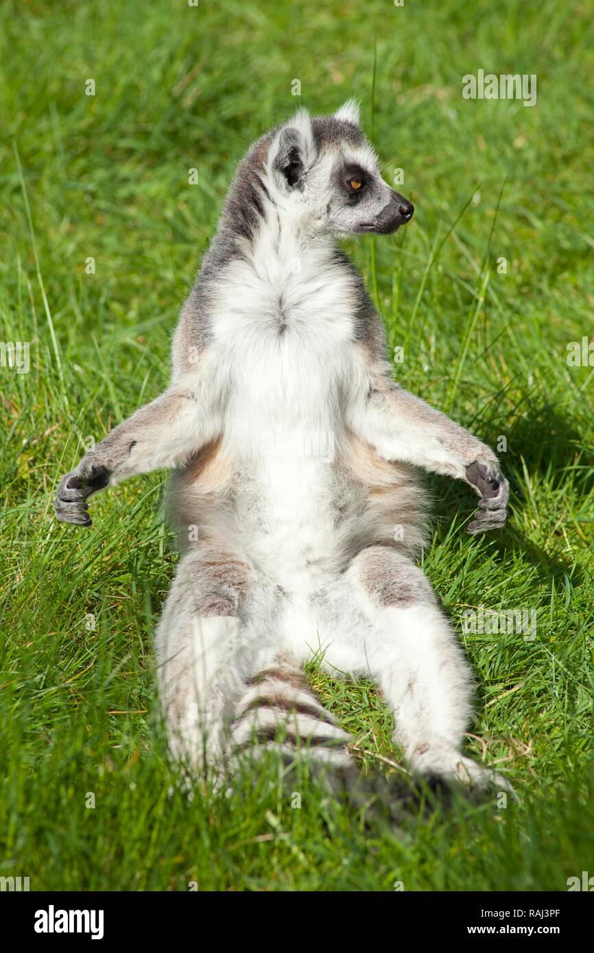 Ring-tailed lemur (Lemur catta), Serengeti Park zoo and leisure park ...