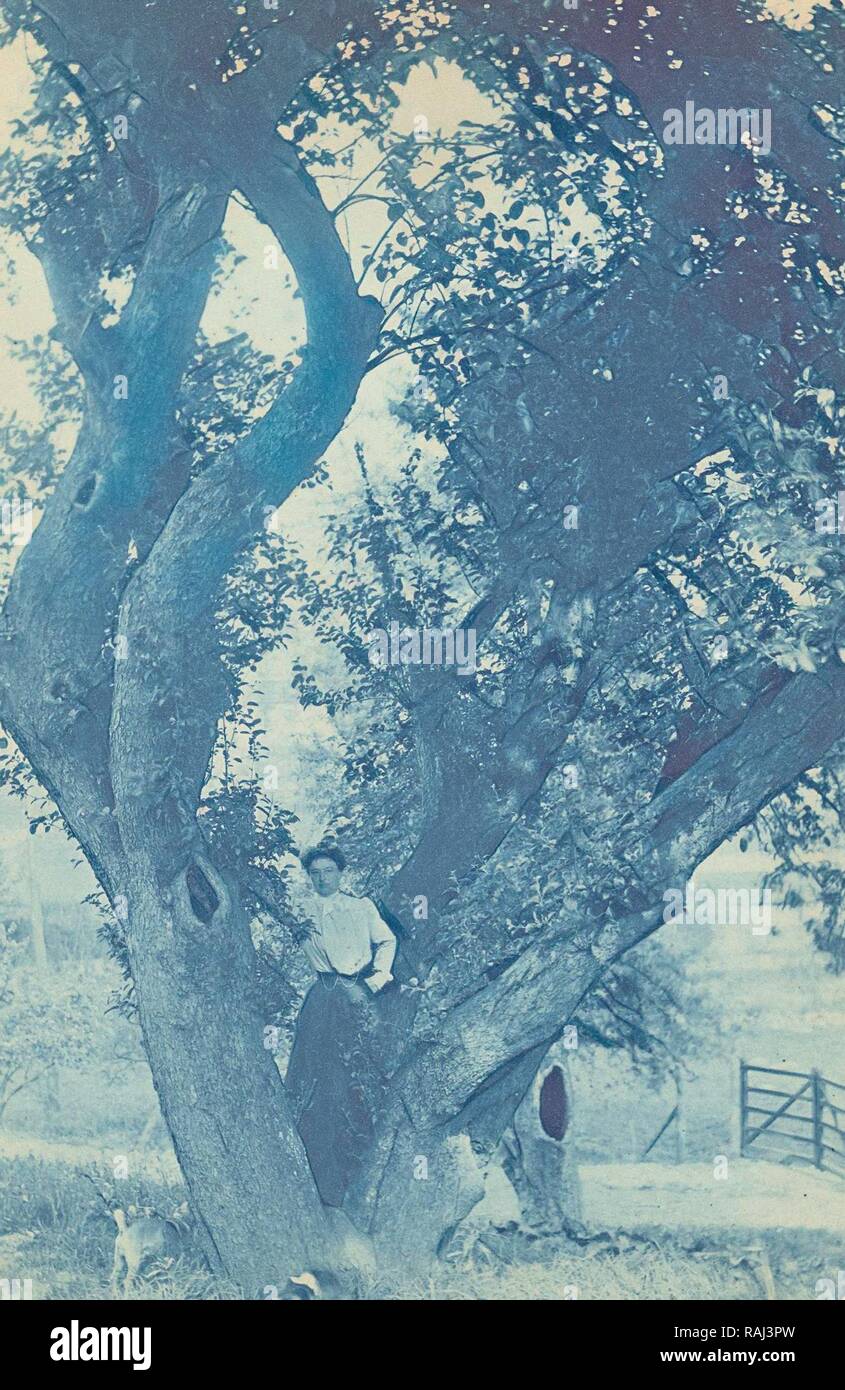 standing in an tree (willow), Anonymous, c. 1890 - c. 1920, Cyanotype ...
