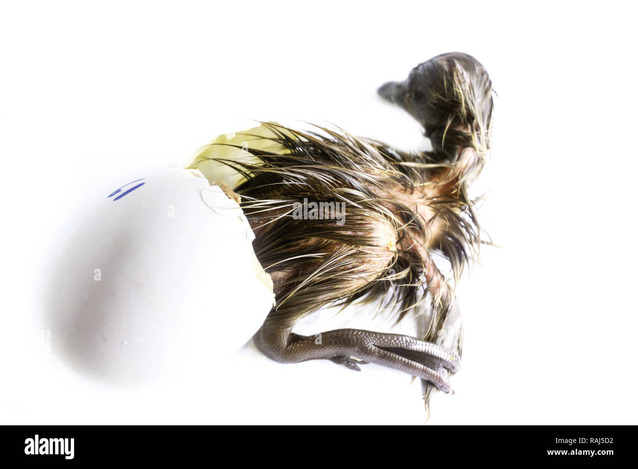 The gray-colored ducklings that are coming out of the egg are new Stock ...