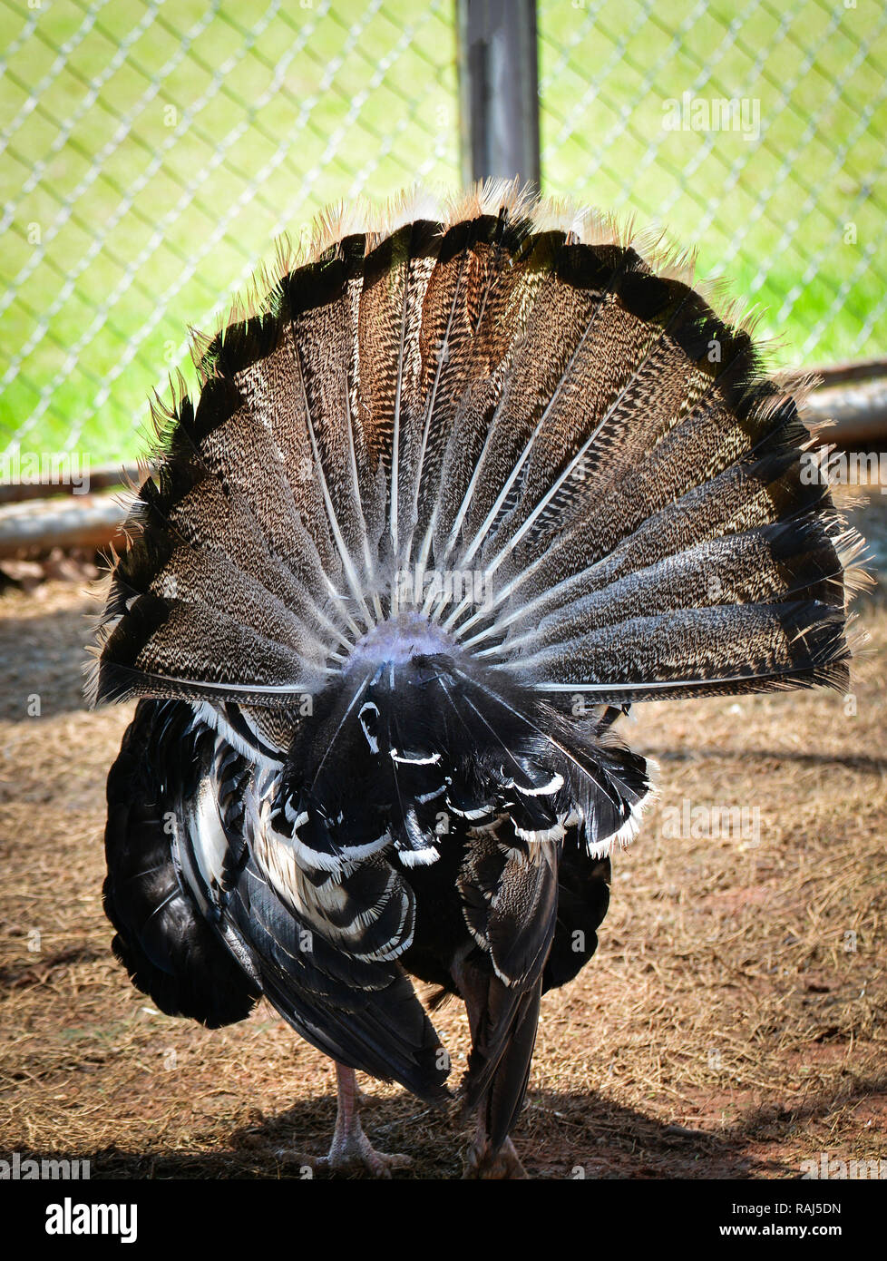 Wild turkey / close up of back wild male turkey show tail in the farm ...