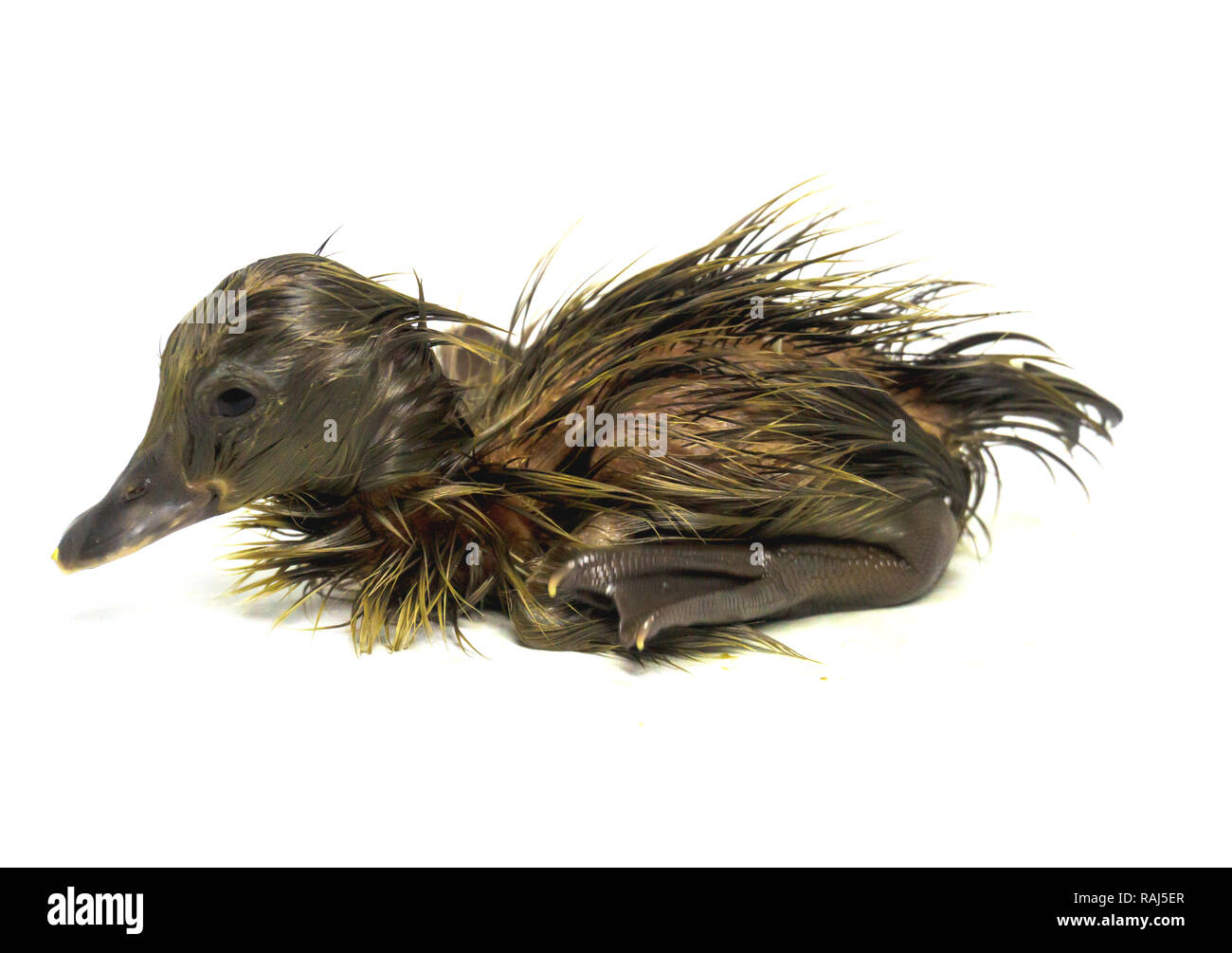 The gray-colored ducklings that are coming out of the egg are new Stock ...