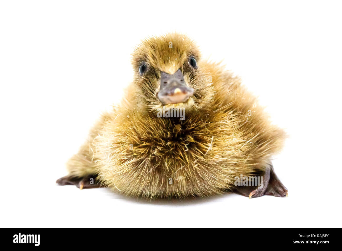 The gray-colored ducklings that are coming out of the egg are new Stock ...