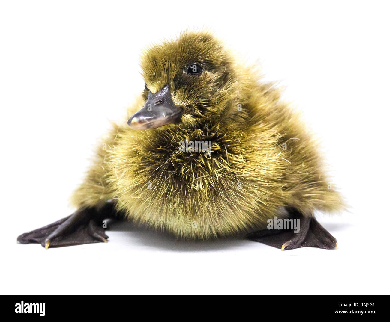 The gray-colored ducklings that are coming out of the egg are new Stock ...