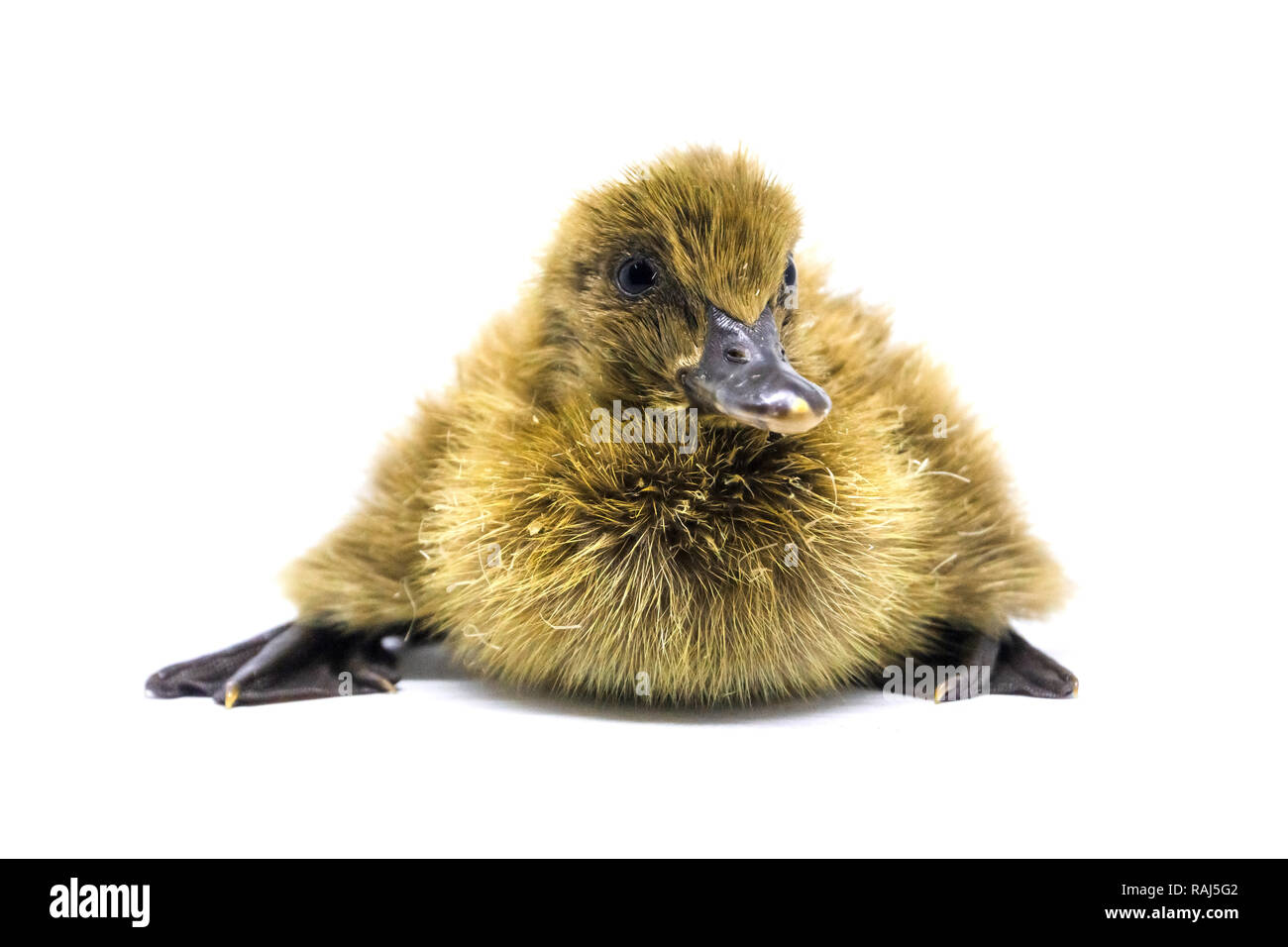 The gray-colored ducklings that are coming out of the egg are new Stock ...