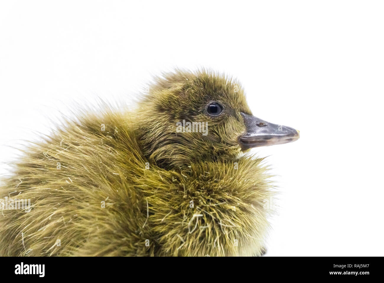 Ducklings are walking training Stock Photo - Alamy