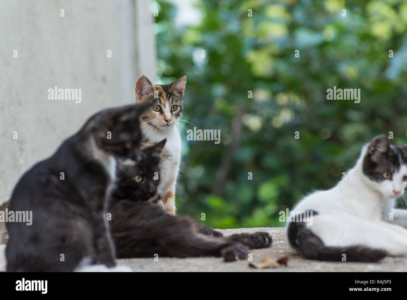 Many kittens hi-res stock photography and images - Alamy